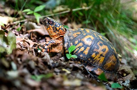 Animals In Tennessee Mountains Exploring Diverse Wildlife