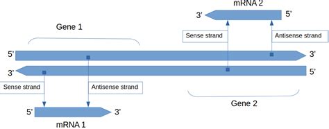 Seqnjoy Complete Rna Seq Workflows In Your Desktop