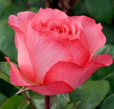 Rose The All Image