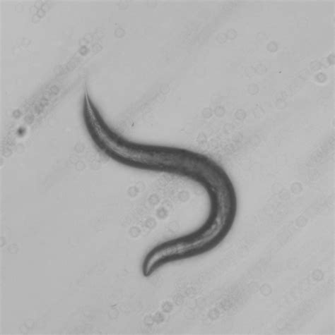 Unet 1 Semantic Segmentation Model By Robot