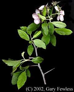 Trees Of Wisconsin Malus Ioensis Prairie Crabapple