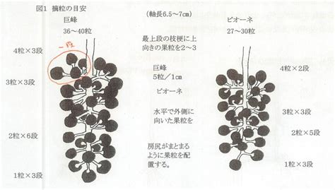 イメージするだぁ〜 摘粒作業 ぶどうの時間