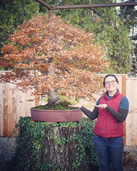 European Beech Bonsai Fagus Sylvatica Beginners Guide