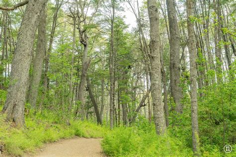 Sendero De Los Arrayanes En El Circuito Chico En Bariloche Nómadas Ocasionales