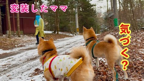 変装したママがお散歩中に突然現れたら愛犬は気づくのかやってみた YouTube