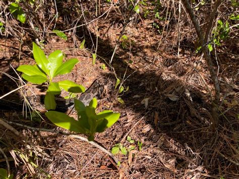 Burmese Python Killed By Bobcat In Florida What Else Preys On Pythons