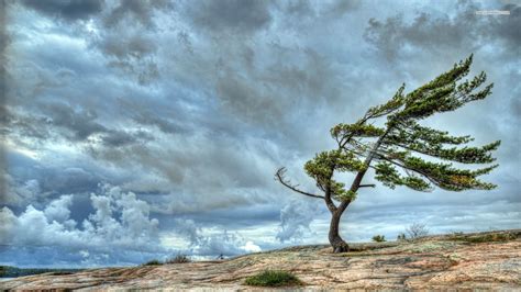 Wind blown tree on the cliff wallpaper | Nature | Pinterest | Wallpaper