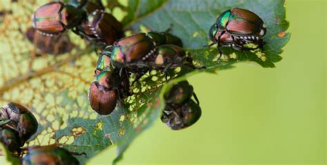 Insects Blog Embassy Landscape Group
