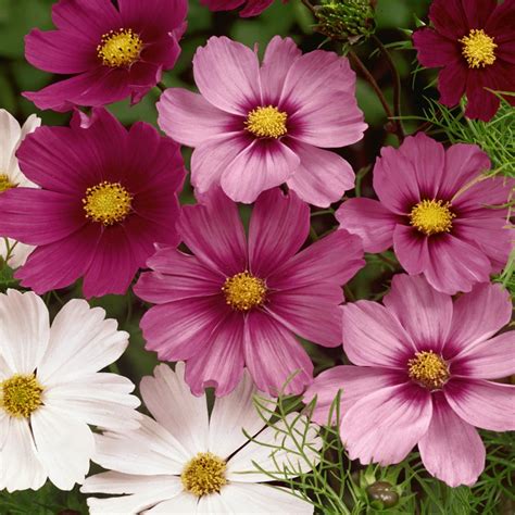 Cosmos Seeds Cosmos Bippanatus Mix Flower Seed