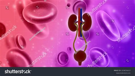 3d Illustration Human Excretory System Stock Illustration 2238736317