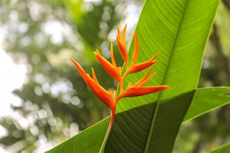 Ultimate Bird Of Paradise Plant Care Guide Strelitzia Reginae Petal