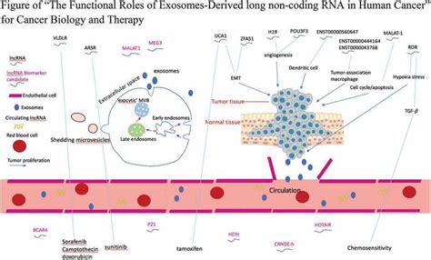The Functional Roles Of Exosomes Derived Long Non Coding Rna In Human