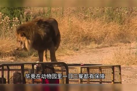 最牛饲养员！用木棍驱赶雄狮，气势上那是一点没输木棍雄狮气势