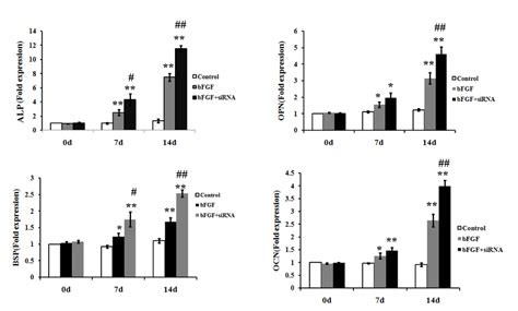 Osteogenic Gene Expression During MSC Differentaition Higher Levels Of
