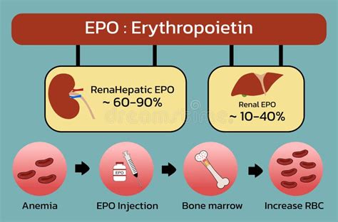 Produção De Epo De Eritropoetina A Partir Do Fígado Do Rim E Ilustração Do Vetor De Injeção