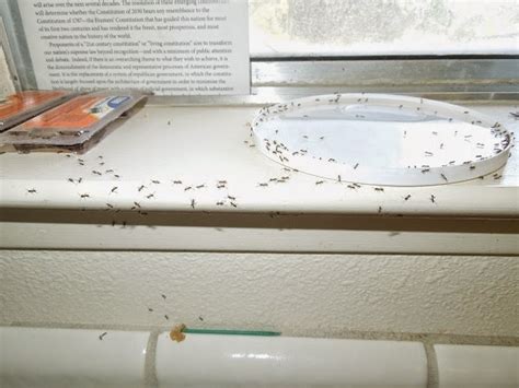 Review How To Get Rid Of Annoying Crawling Insects Like Ants Without