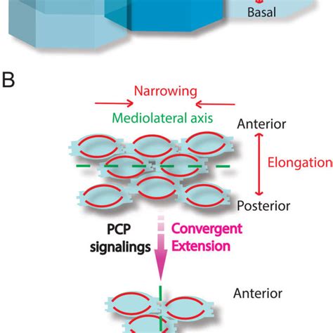 Cellular Arrangements Regulated By Planar Cell Polarity Pcp Proteins