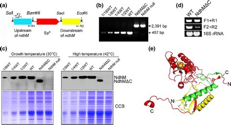 Construction And Identification Of The NdhmΔc And Ndhm Null Mutants