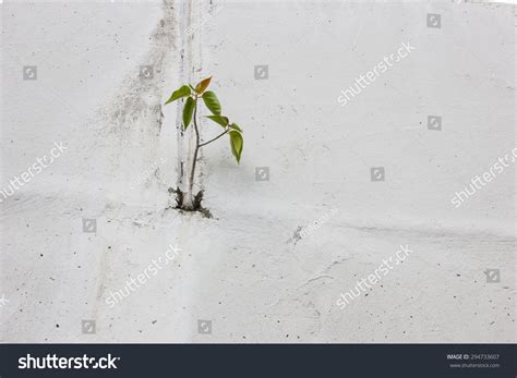 Tree Growing Out Of Concrete Images Stock Photos Vectors Shutterstock