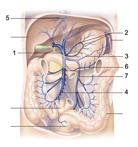 Hepatic Portal System Diagram Quizlet