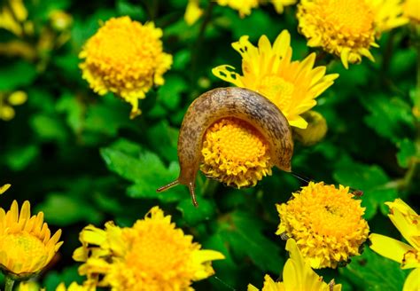 9 Fall Garden Pests That Arrive Out Of Nowhere