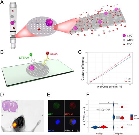 Operational Principle Of The Platform In Vitro And In Vivo
