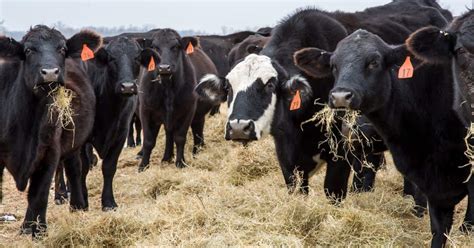 What Is Cattle Farming And What Are Its Benefits Lifestyle News