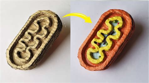 Mitochondria Model Project