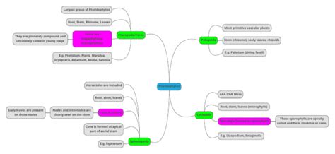 Types Of Pteridophytes Pdf Fern Branches Of Botany