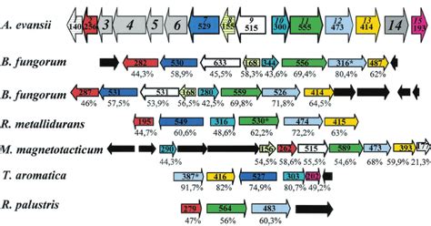 Gene Cluster For Aerobic Benzoate Metabolism In A Evansii And Similar