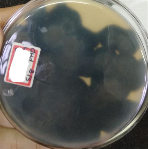 1613 Questions With Answers In Fungi Science Topic