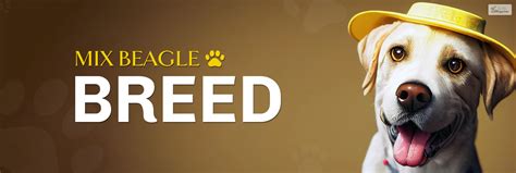 Mix Beagle Breed A Guide To The Different Crosses
