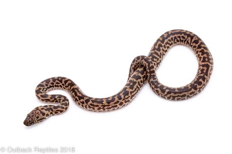 Spotted Python Male Outback Reptiles