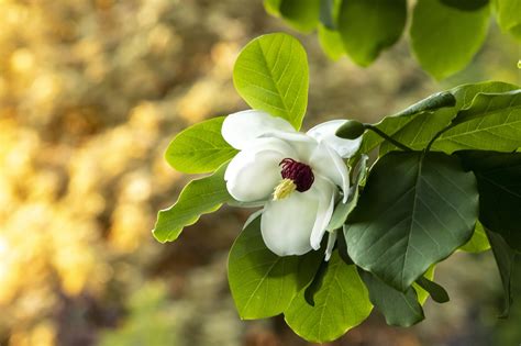 꽃 목련 나뭇잎 Pixabay의 무료 사진 Pixabay