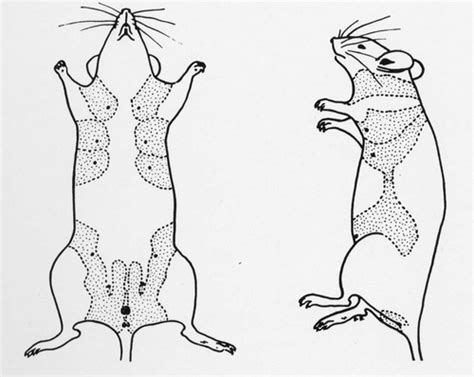 Rat Dissection Flashcards Quizlet