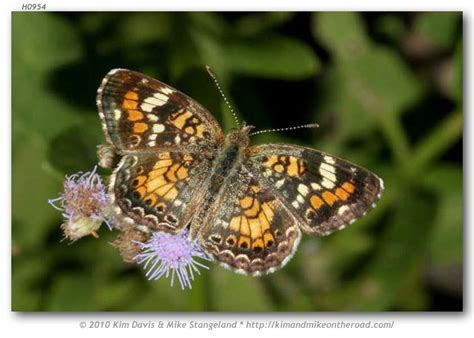 Phyciodes P Phaon Phaon Crescent