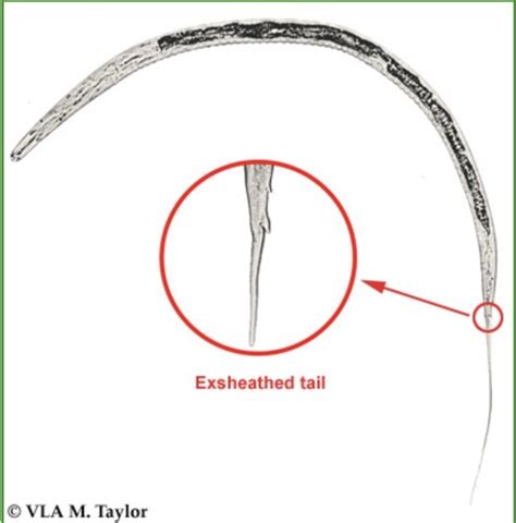 Nematode Identification Flashcards Quizlet