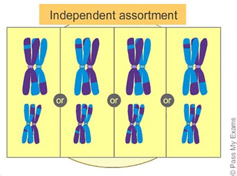 Meiosis Cell Division Animation Pass My Exams Easy Exam Revision