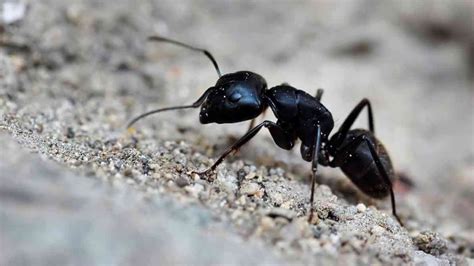 Ants In Malaysia Semut Innovative Pest Sdn Bhd My