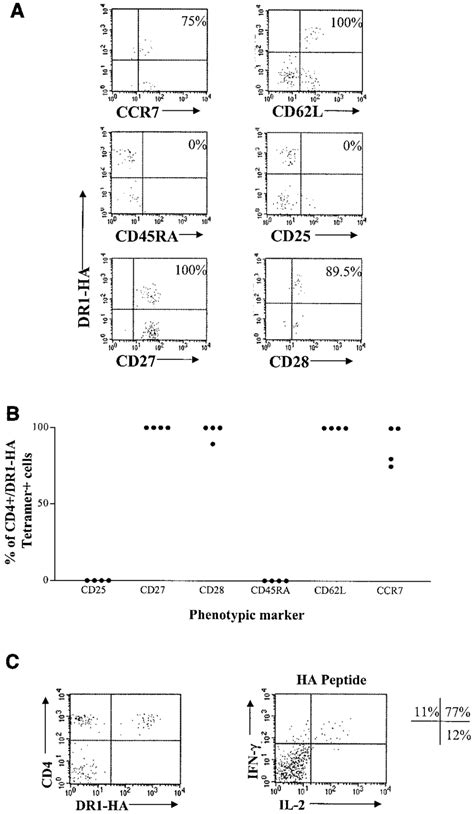 Ex Vivo Phenotypic And Functional Analysis Of Dr1 Ha Tetramer Positive