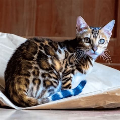 Bengal Cat Cuddling Corner