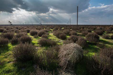 Growing Wild In The West Photos Of Invasive Tumbleweeds National