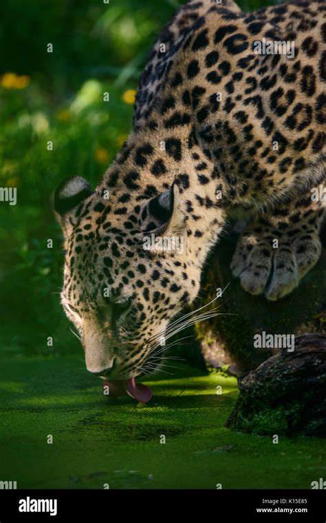 Persian Leopard Panthera Pardus Saxicolor Drinking Captive Occurs