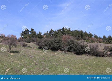 阳光明媚的一天，山林的景色 库存照片 图片 包括有 原野 横向 工厂 干草原 草原 视图 春天 243520524
