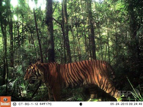 スマトラ島の絶滅危惧種、貴重な写真撮影に成功 写真8枚 国際ニュース：afpbb News