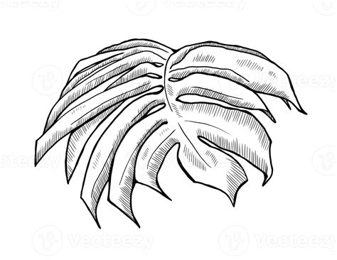 Monstera Leaf Drawing Graphic Black And White Hand Drawn Illustration Png File With