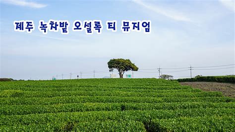 제주 오설록 티뮤지엄 녹차밭 녹차아이스크림 이니스프리하우스 네이버 Tv