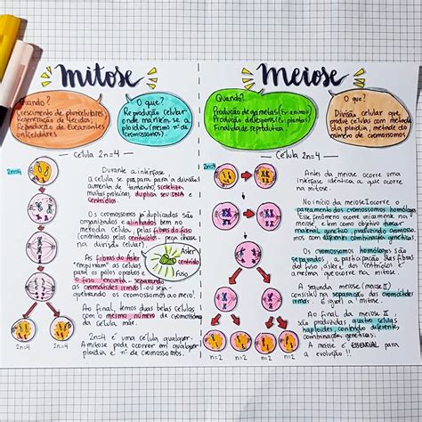 Mapa Mental Divisão Celular Mitose E Meiose Retoedu