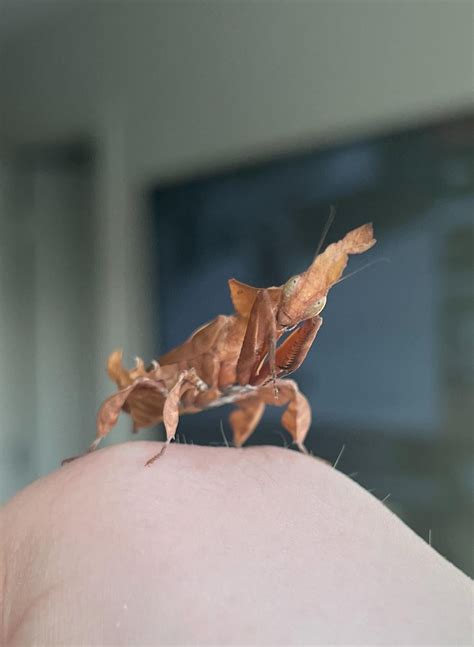 My Ghost Mantis 🥰 R Mantids