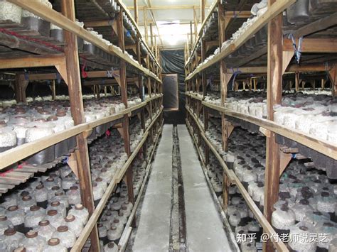 杂菌感染培养料的途径 知乎